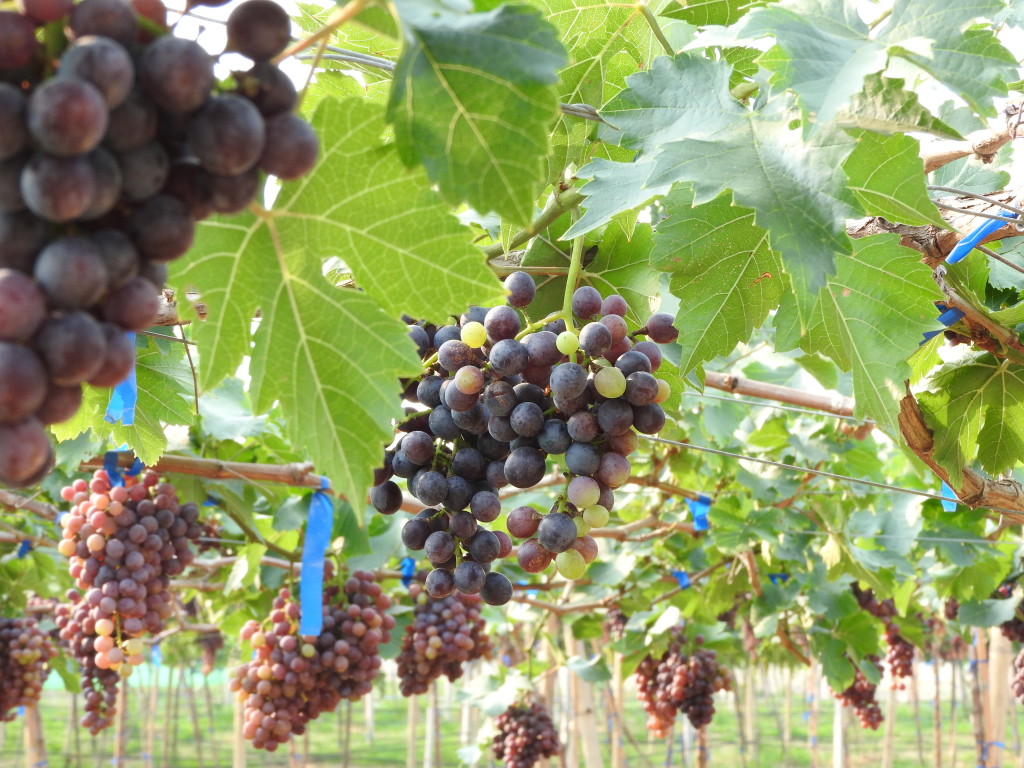 Grape Farm • pai-nai.de